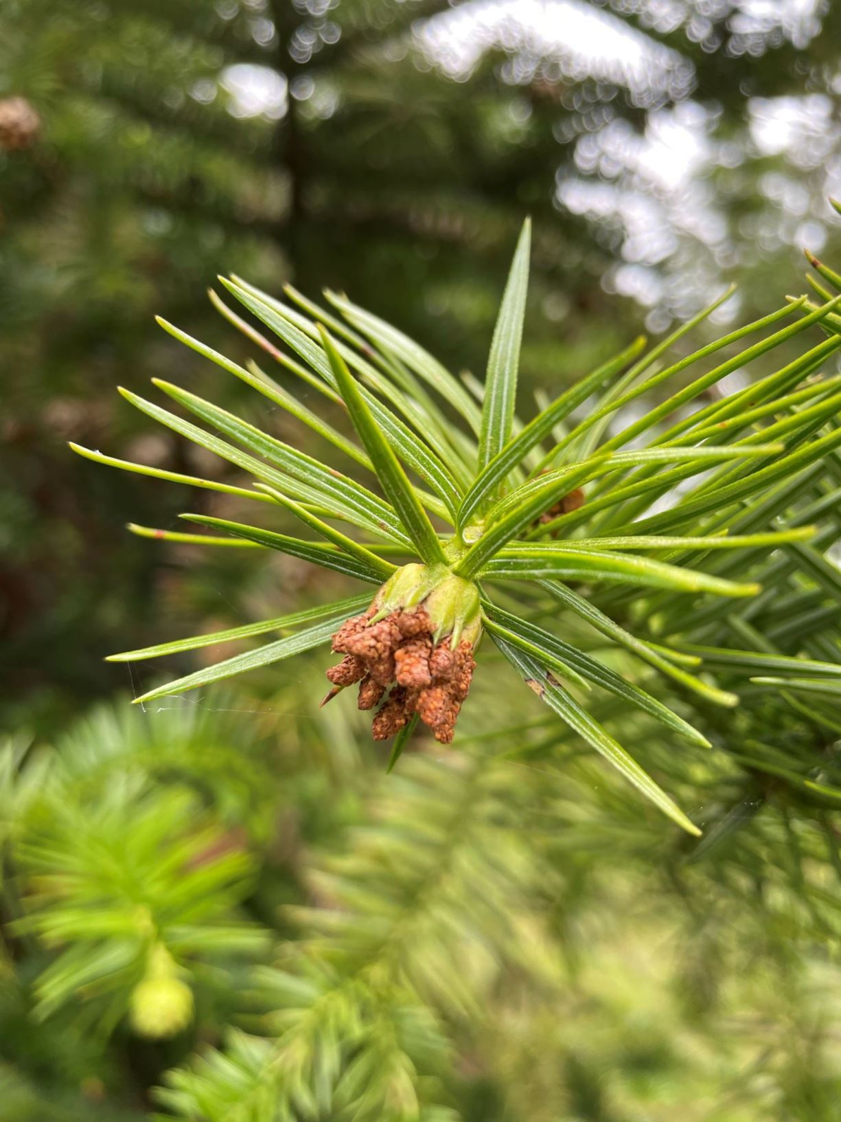 Cunninghamia lanceolata - Chinese fir | Westonbirt