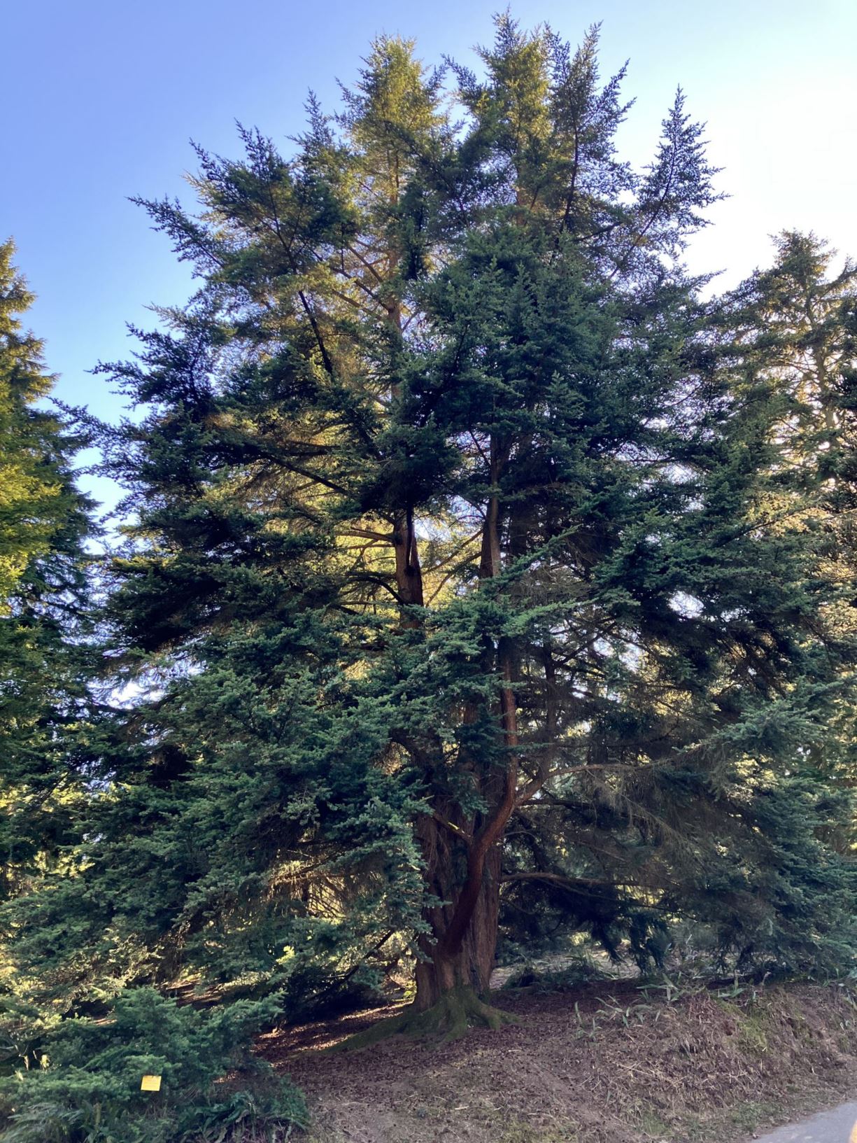 Tsuga sieboldii - Southern Japanese hemlock | Westonbirt
