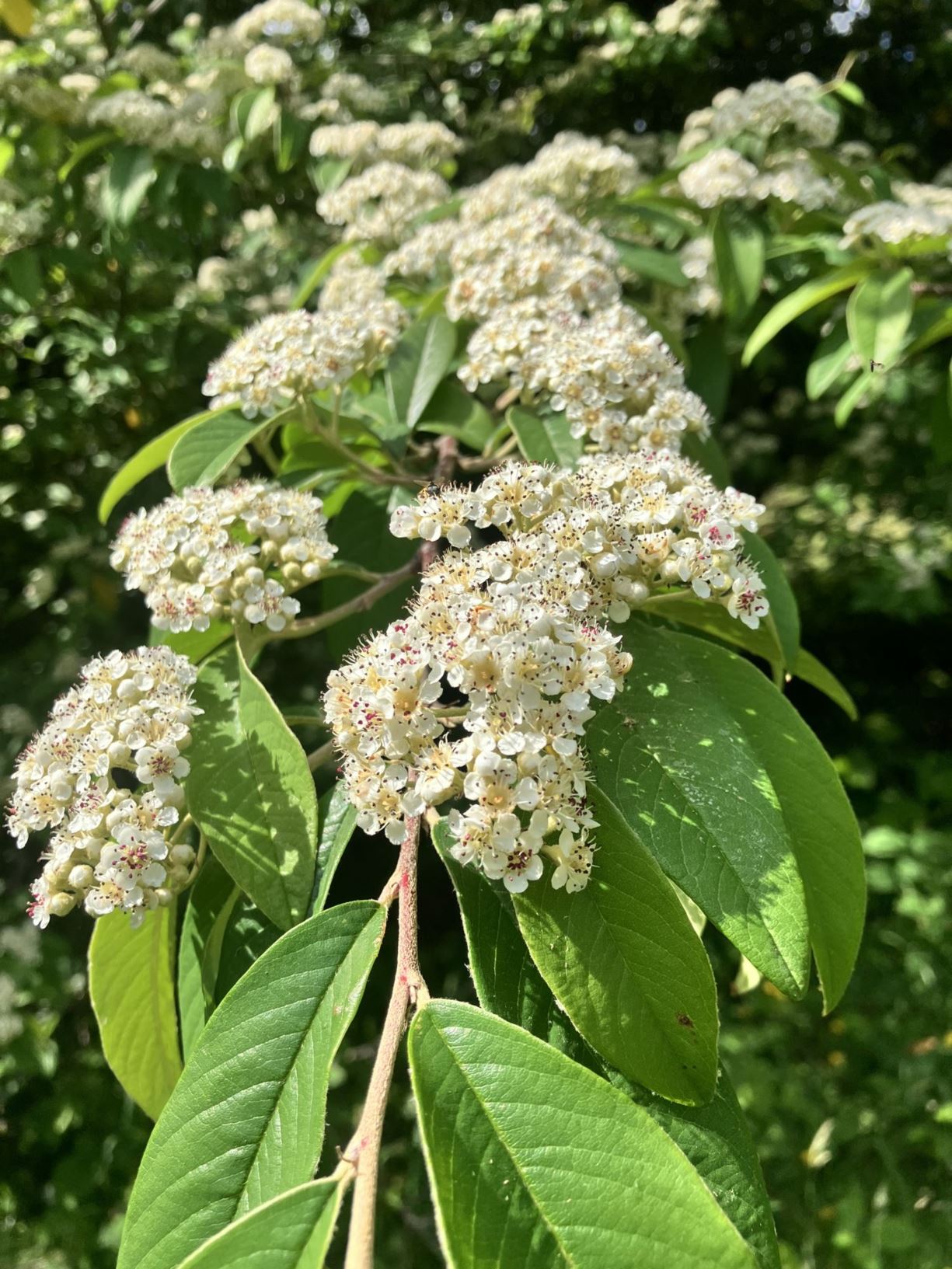 Cotoneaster frigidus - Tree Cotoneaster | Westonbirt