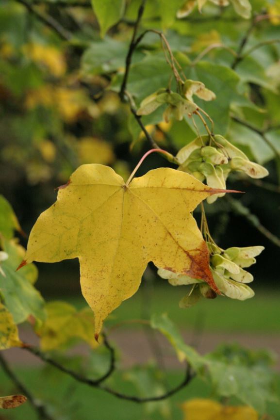 Acer cappadocicum - Cappadocian maple | Westonbirt