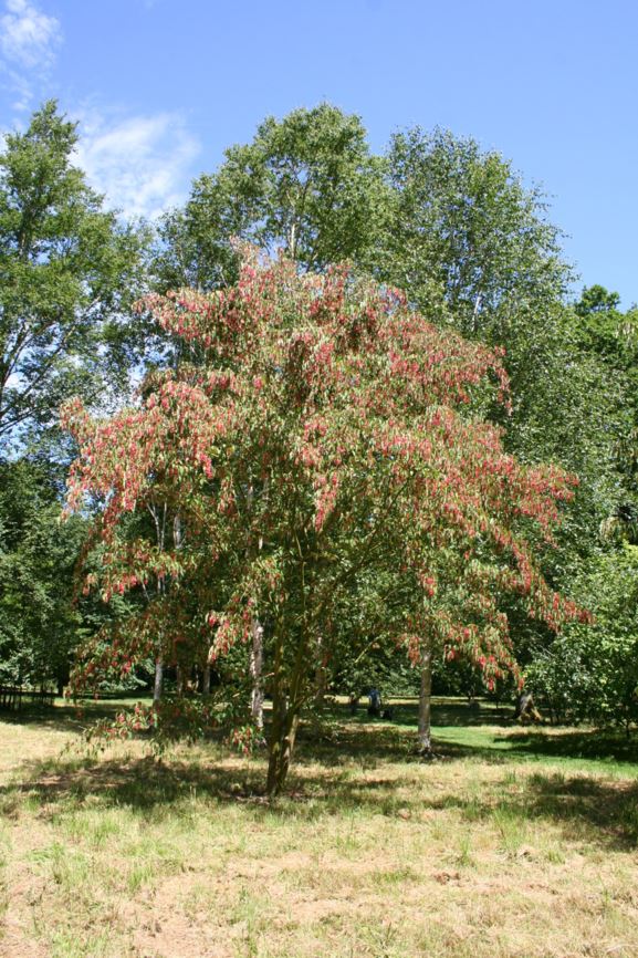 Acer forrestii - Forrest's maple | Westonbirt