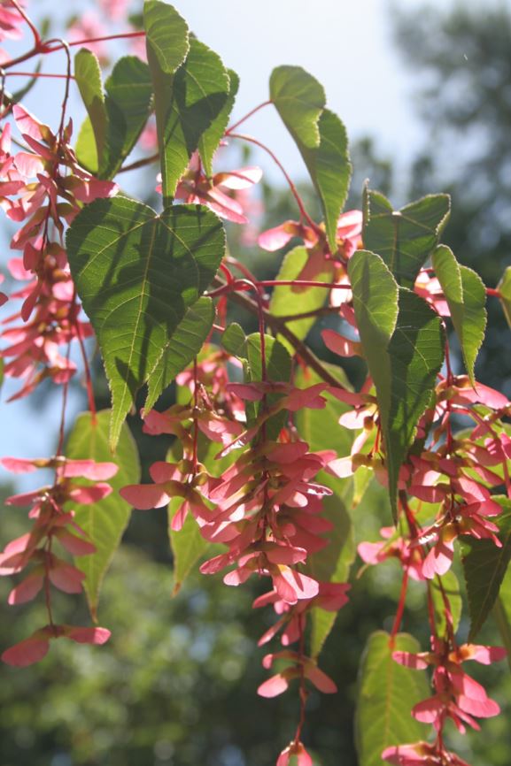Acer forrestii - Forrest's maple | Westonbirt