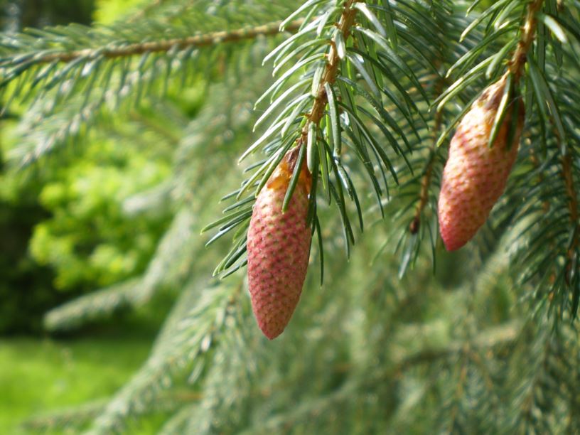 Picea brachytyla - Sargent spruce | Westonbirt