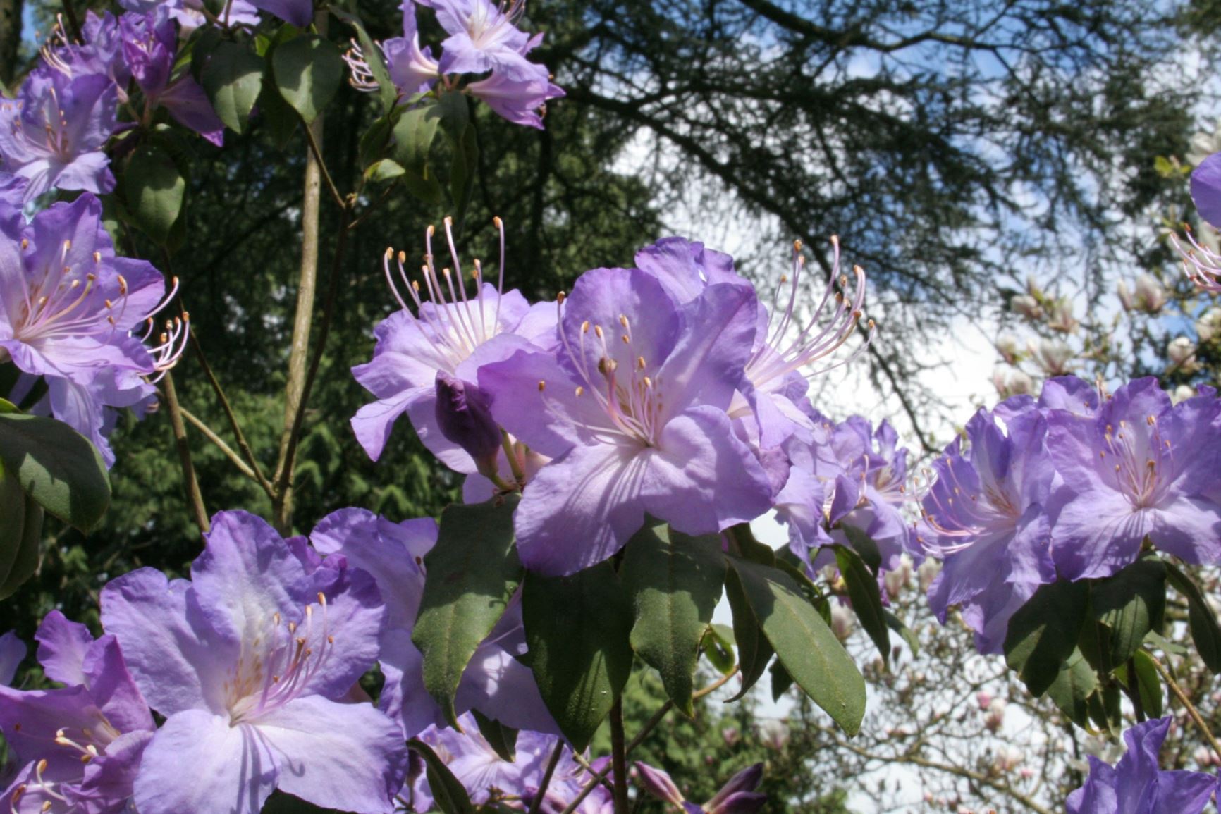 Rhododendron augustinii - Blue rhododendron | Westonbirt