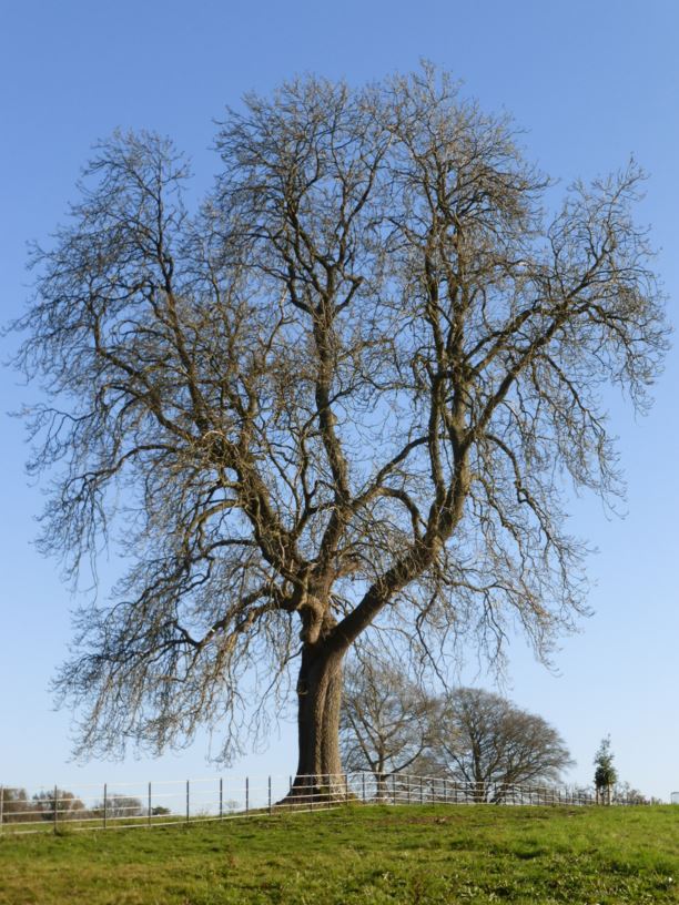 Fraxinus excelsior - Common ash | Westonbirt