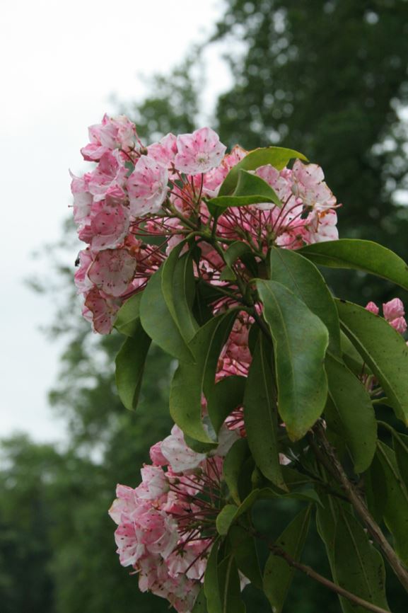 Kalmia latifolia - Calico Bush | Westonbirt