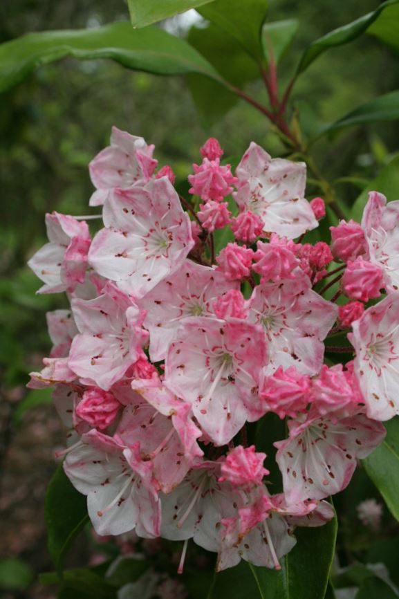 Kalmia latifolia - Calico Bush | Westonbirt