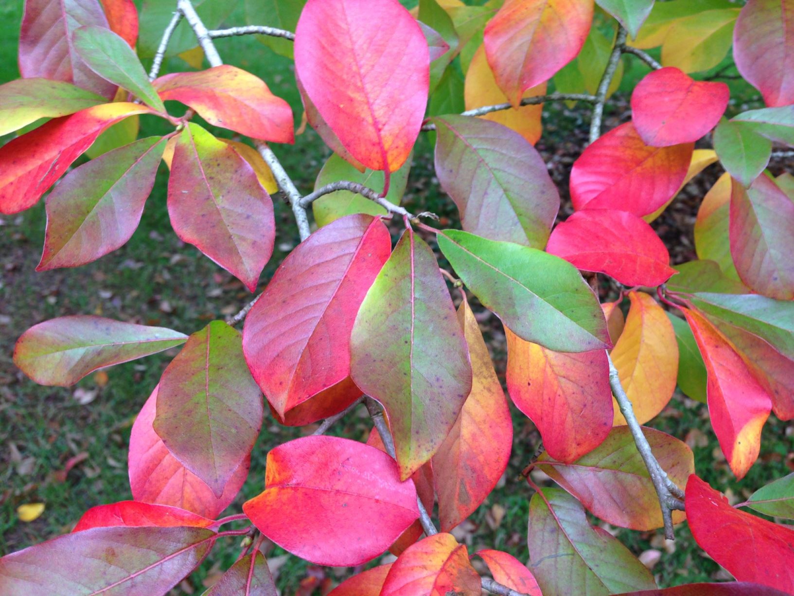 Nyssa sylvatica - Tupelo | Westonbirt