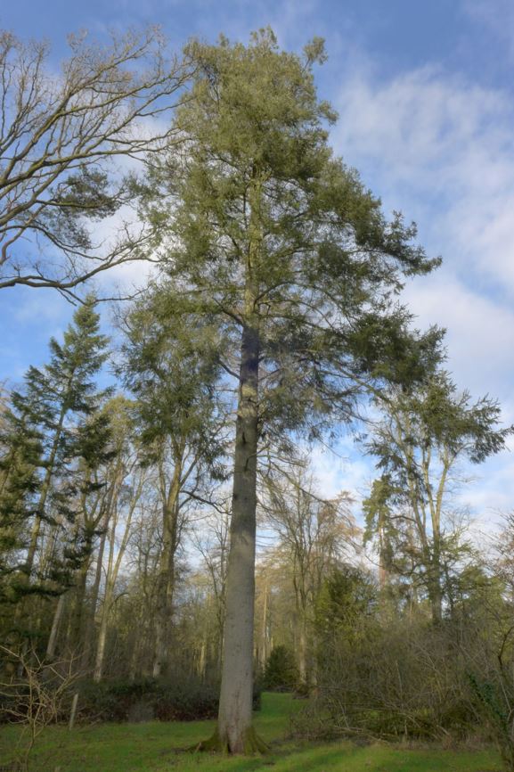 Picea brachytyla - Sargent spruce | Westonbirt