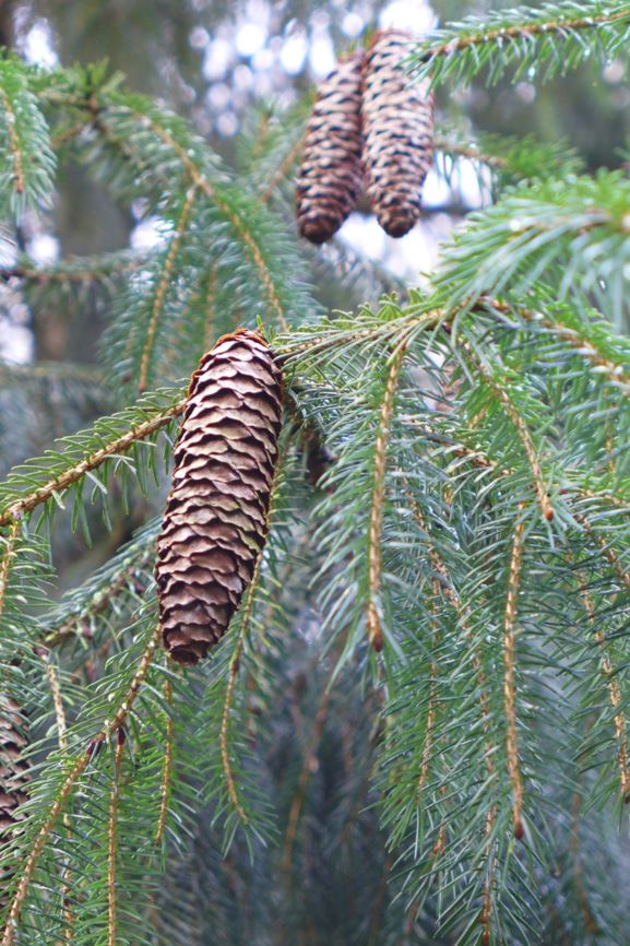 Picea brachytyla - Sargent spruce | Westonbirt