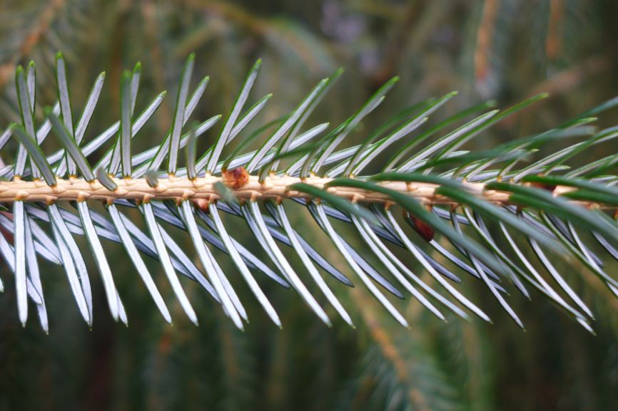 Picea brachytyla - Sargent spruce | Westonbirt