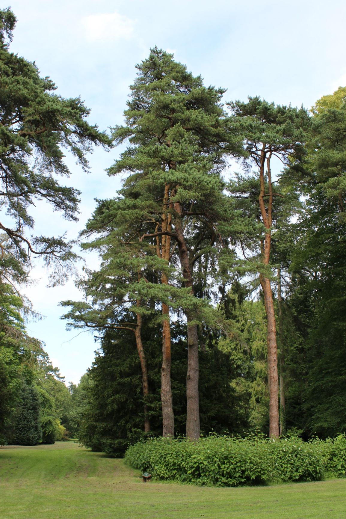 Pinus sylvestris - Scots pine | Westonbirt