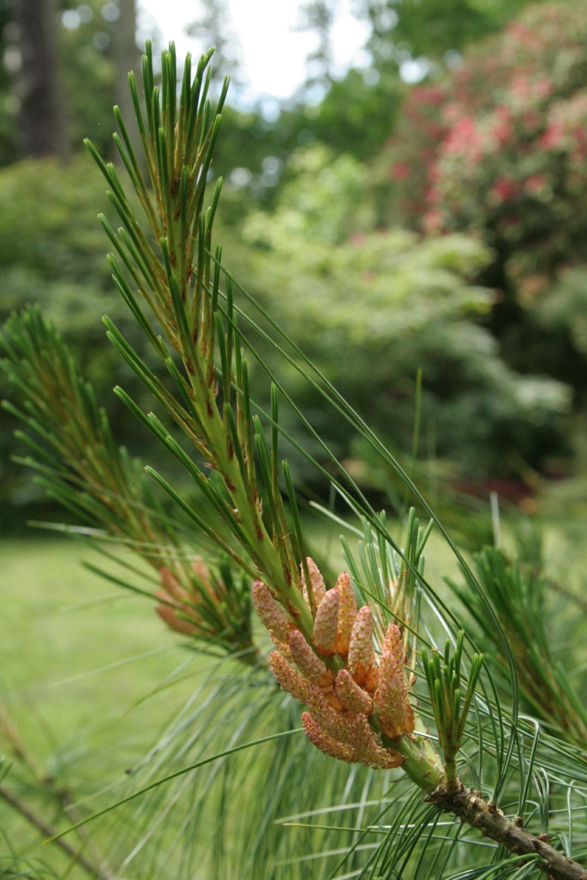 Pinus wallichiana - Bhutan pine | Westonbirt