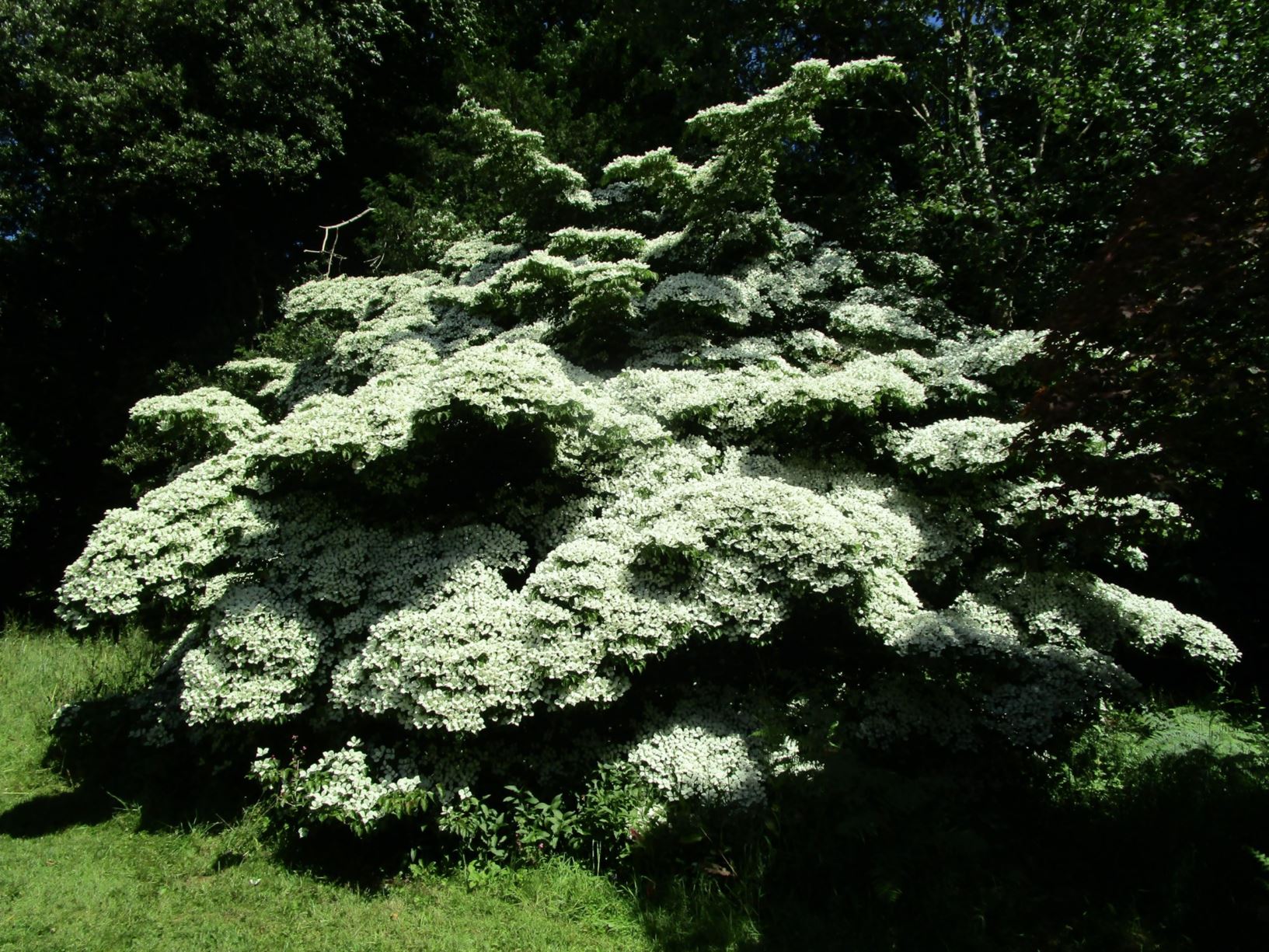 Cornus kousa - Japanese strawberry tree | Westonbirt