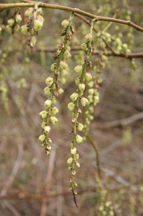Stachyurus chinensis | Westonbirt