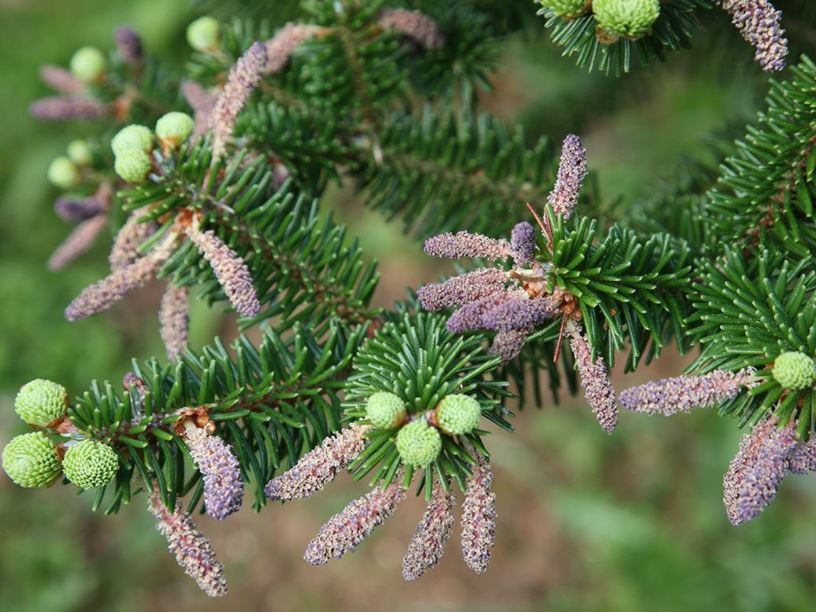 Abies delavayi - Delavay silver fir | Westonbirt