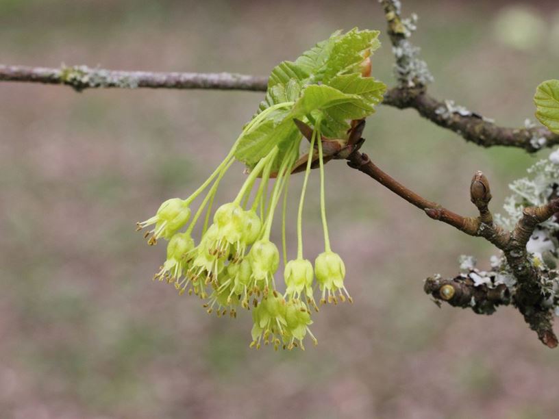 Acer hyrcanum - Balkan maple | Westonbirt