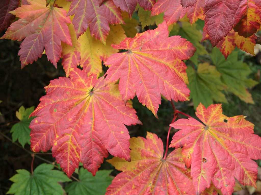 Acer japonicum 'Vitifolium' - Full moon maple | Westonbirt