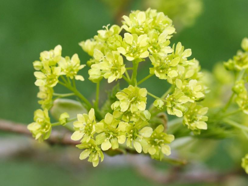 Acer platanoides 'Laciniatum' - Eagle’s claw maple | Westonbirt