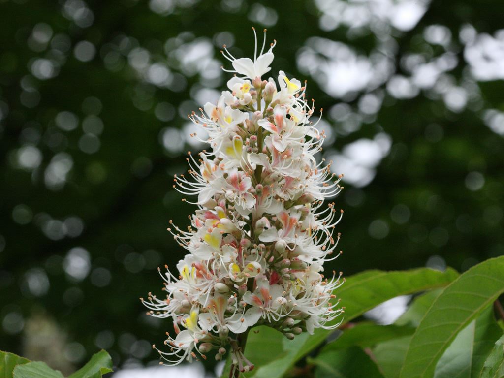 Aesculus indica - Indian horse chestnut | Westonbirt
