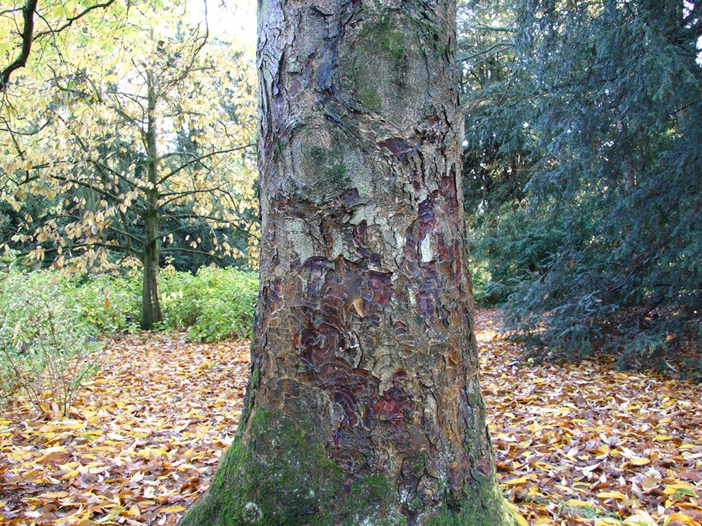 Aesculus indica - Indian horse chestnut | Westonbirt