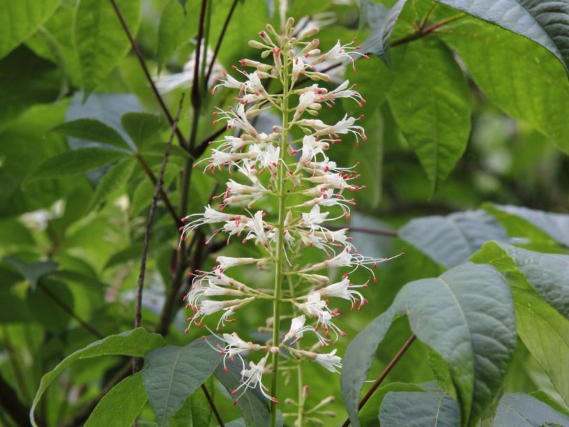 Aesculus parviflora - Dwarf buckeye | Westonbirt