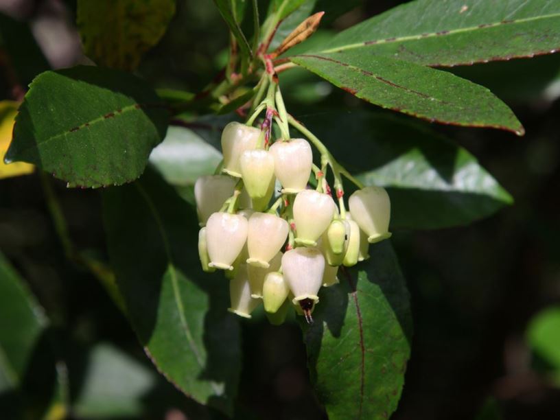Arbutus unedo - Killarney strawberry tree | Westonbirt