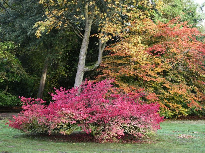 Euonymus alatus - Winged spindle | Westonbirt