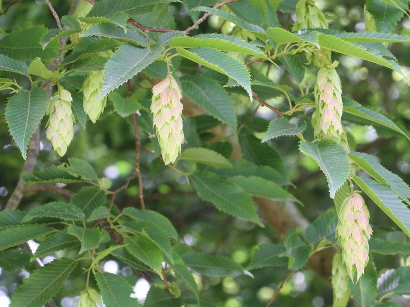 Carpinus japonica - Japanese hornbeam | Westonbirt