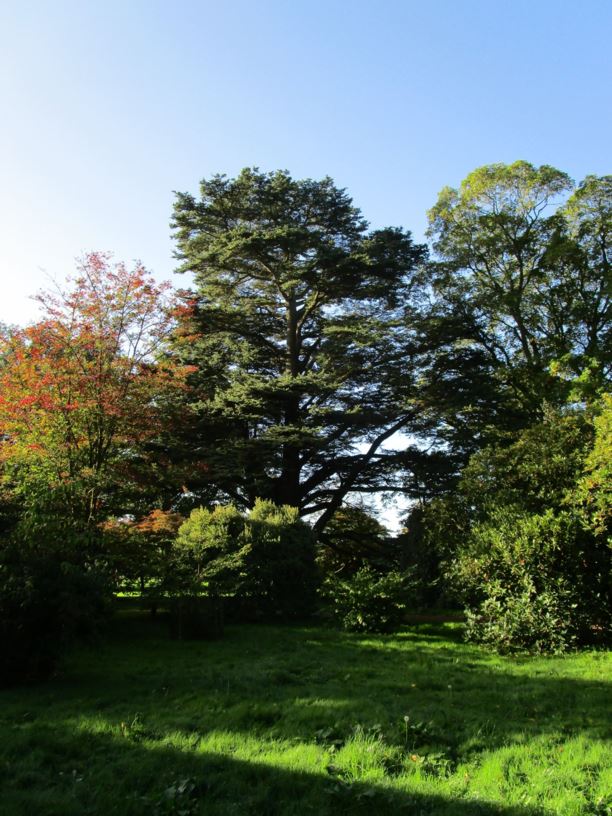 Cedrus libani - Cedar of Lebanon | Westonbirt