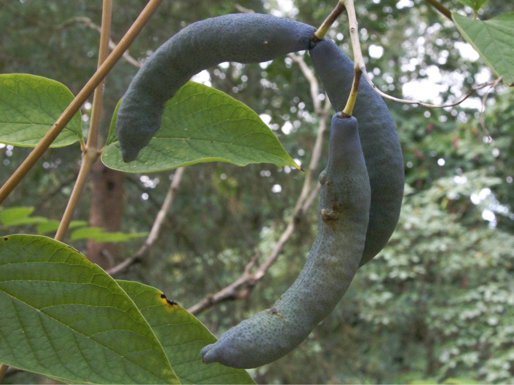 Decaisnea fargesii - Blue bean shrub | Westonbirt
