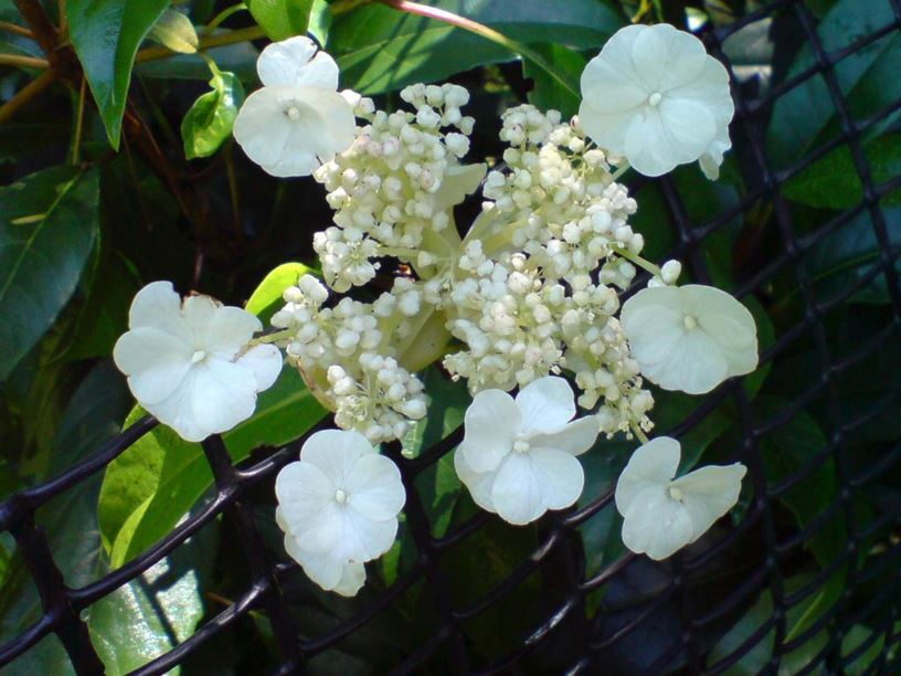 Hydrangea seemannii | Westonbirt