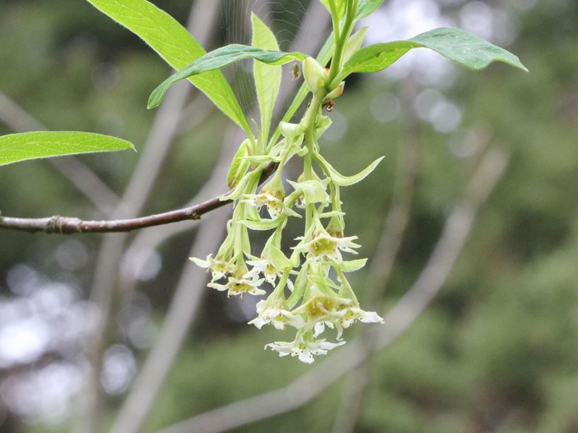 Oemleria cerasiformis - Oso berry, Indian plum | Westonbirt