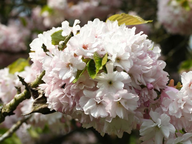 Prunus 'Edo-zakura' - Japanese flowering cherry | Westonbirt