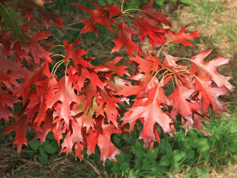 Quercus coccinea - Scarlet oak | Westonbirt