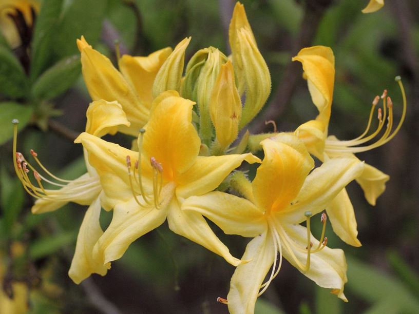 Rhododendron luteum - Common Yellow Azalea | Westonbirt