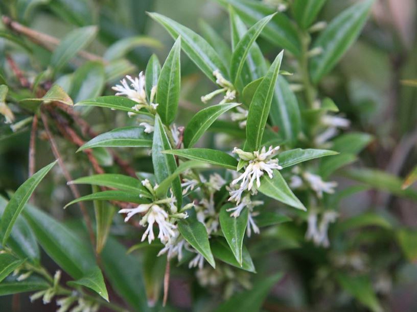Sarcococca ruscifolia var. chinensis 'Dragon Gate' - Chinese sweet box ...