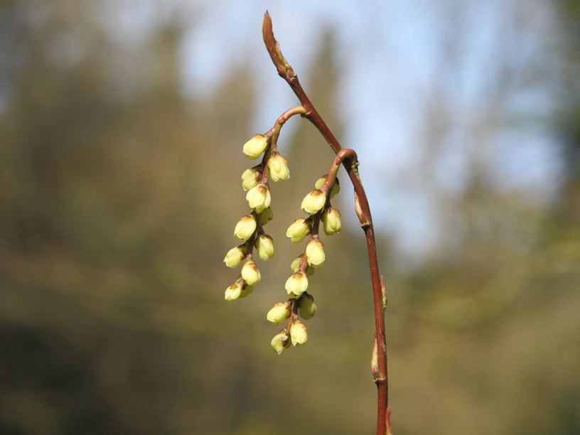 Stachyurus praecox - Early stachyurus | Westonbirt