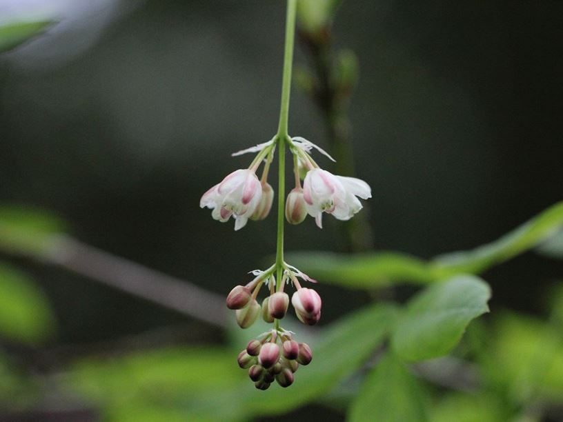 Staphylea pinnata - Bladdernut | Westonbirt