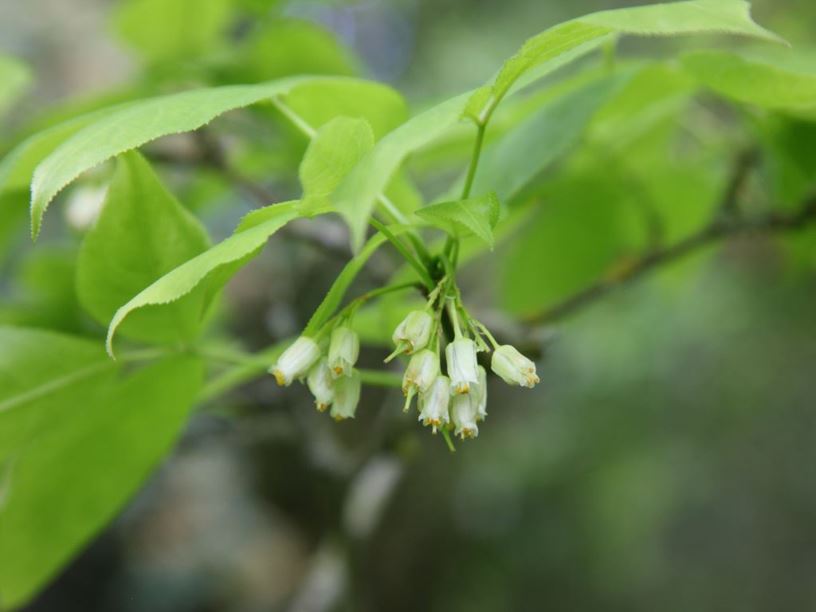 Staphylea trifolia - American bladdernut | Westonbirt