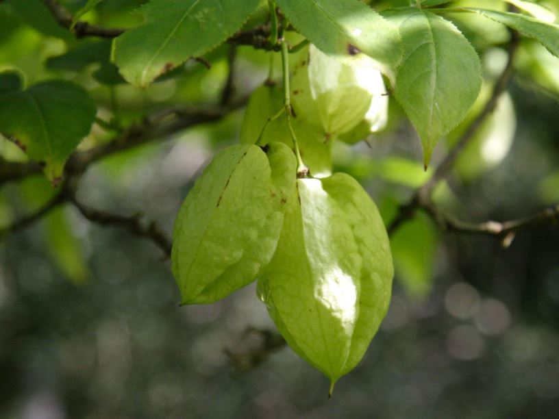Staphylea trifolia - American bladdernut | Westonbirt