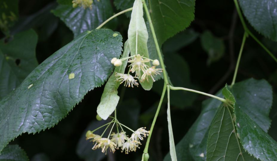Tilia × europaea - Common lime | Westonbirt