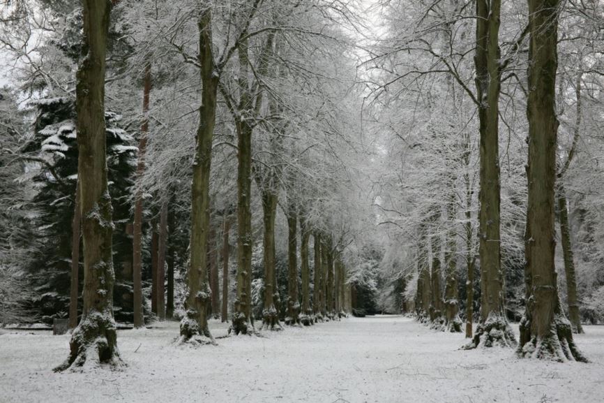Tilia × europaea 'Pallida' - Kaiser linden | Westonbirt