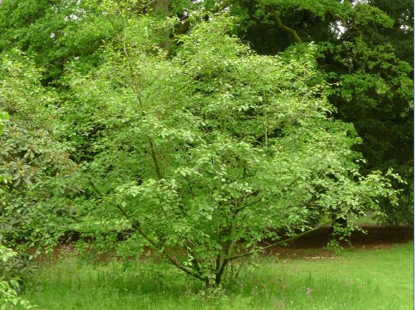 Alnus alnobetula subsp. sinuata - Sitka alder | Westonbirt