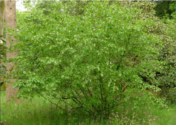 Alnus alnobetula subsp. sinuata - Sitka alder | Westonbirt