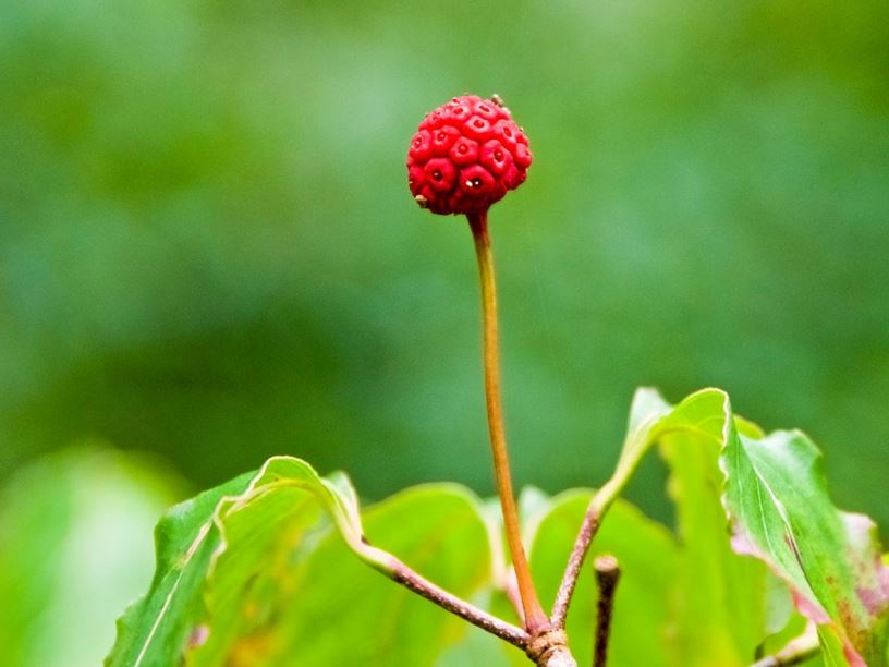 Cornus kousa - Japanese strawberry tree | Westonbirt