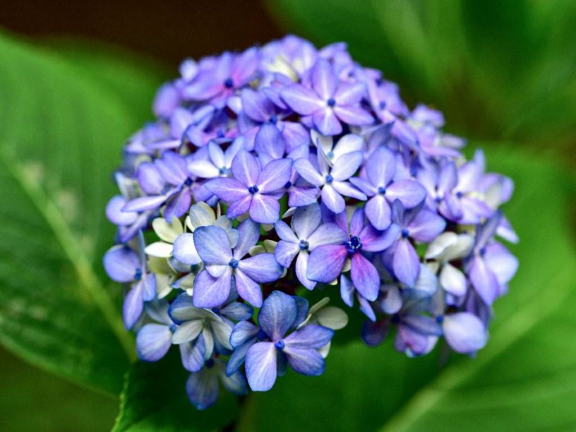 Hydrangea macrophylla 'Nigra' - Hydrangea | Westonbirt