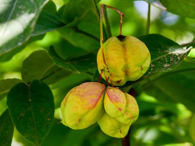 Staphylea pinnata - Bladdernut | Westonbirt