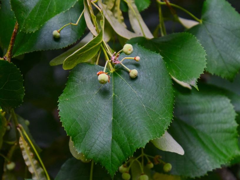 Tilia tomentosa 'Petiolaris' - Weeping silver lime | Westonbirt