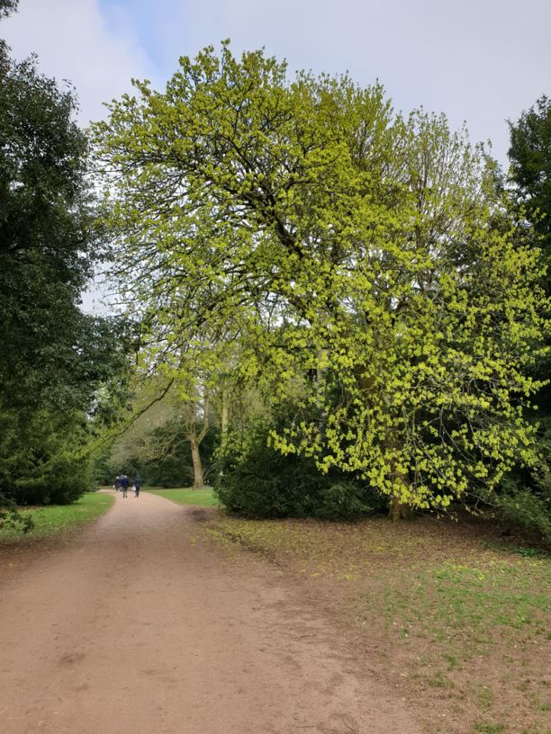 Acer hyrcanum - Balkan maple | Westonbirt